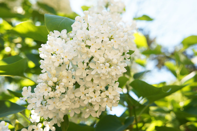 Syringa reticulata 'Ivory Silk' (Japanese Tree Lilac)