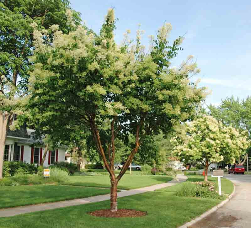 Syringa reticulata subsp. pekinensis 'China Snow' (Pekin Lilac)
