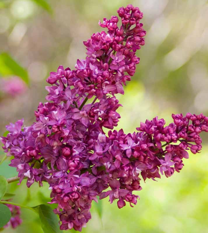 Syringa vulgaris 'Charles Joly' (Lilac)