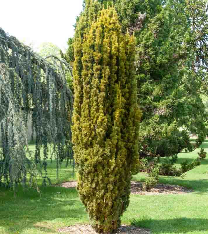 Taxus baccata 'Fastigiata Aurea' (Irish Yew)