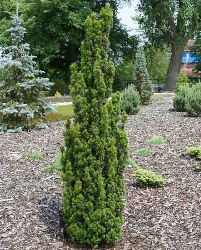 Taxus baccata 'Fastigiata' (Irish Yew)