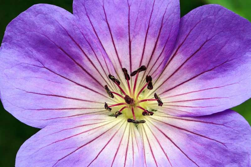 Best of the Best: Hardy Geraniums That Never Quit