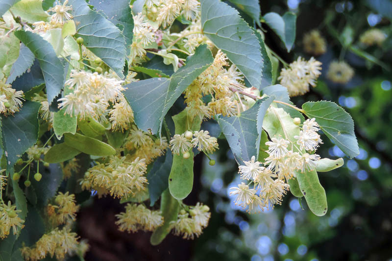 Linden Tree Flower