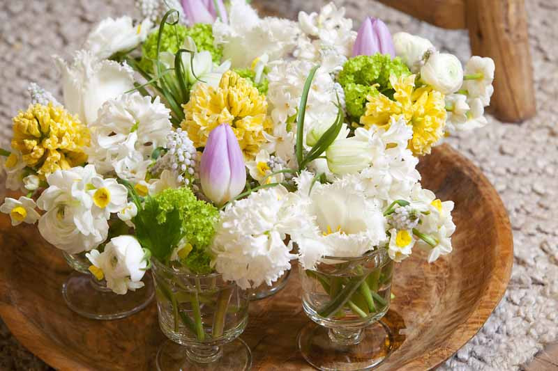 Best Low-Growing Spring Bulbs to Underplant Roses