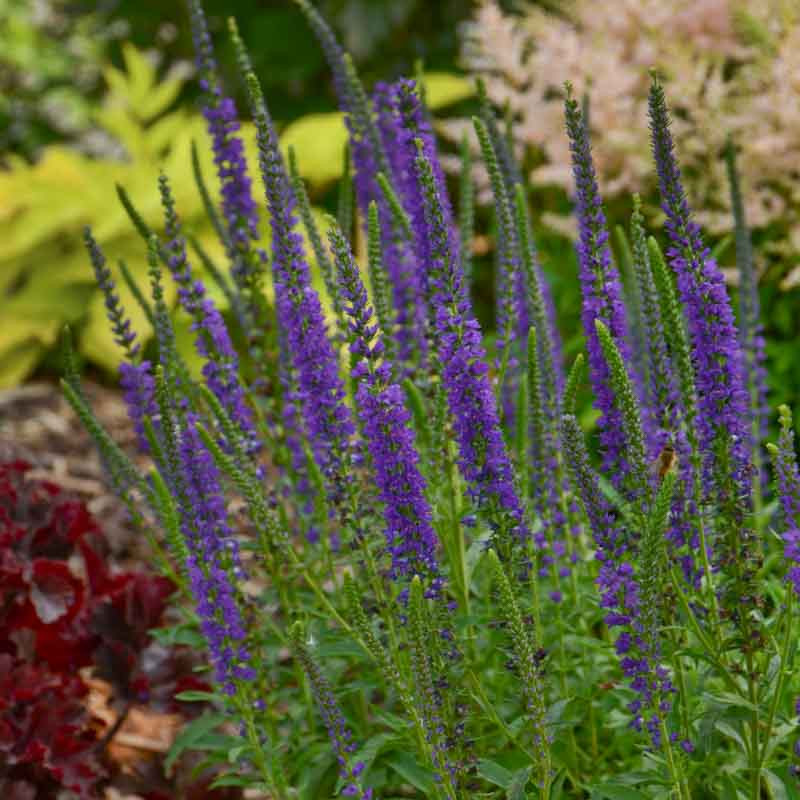 Veronica 'Hocus Pocus' (Spike Speedwell)