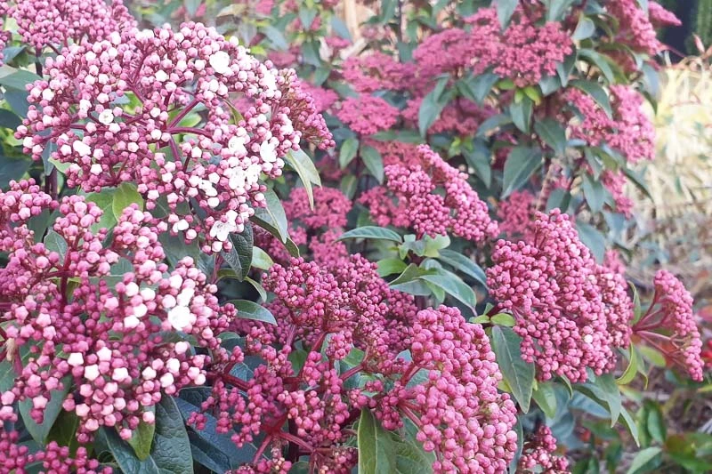 Viburnum tinus (Laurustinus)