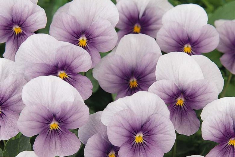 Viola 'Sorbet Icy Blue' (Horned Violet)