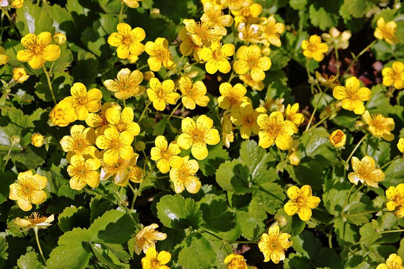 Waldsteinia fragarioides (Barren Strawberry)