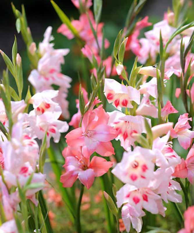 Pretty Duo with Sword-Lilies