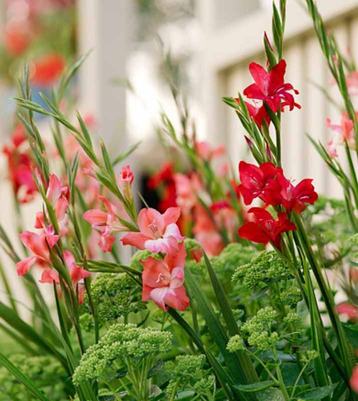 Charming Duo with Sword-Lilies