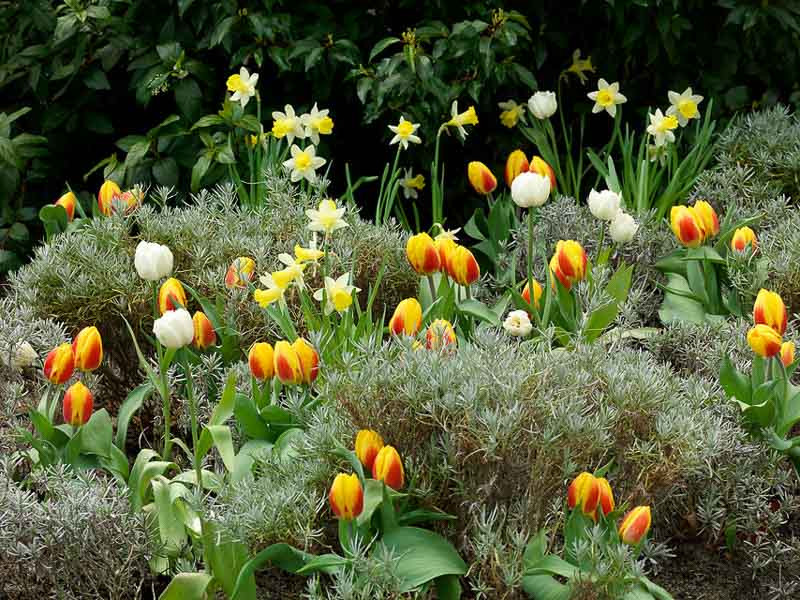 A Colorful Border Idea for Your Early-Mid Spring Garden
