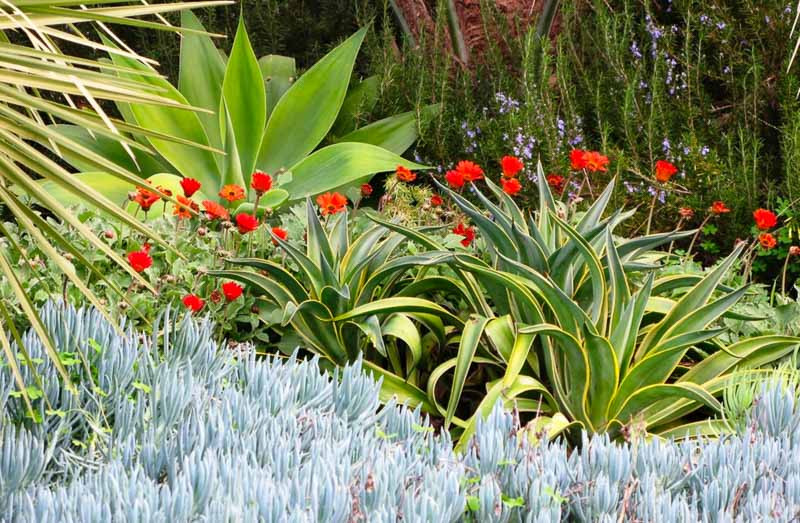 A Fabulous Border - Debora Carl Landscape Design