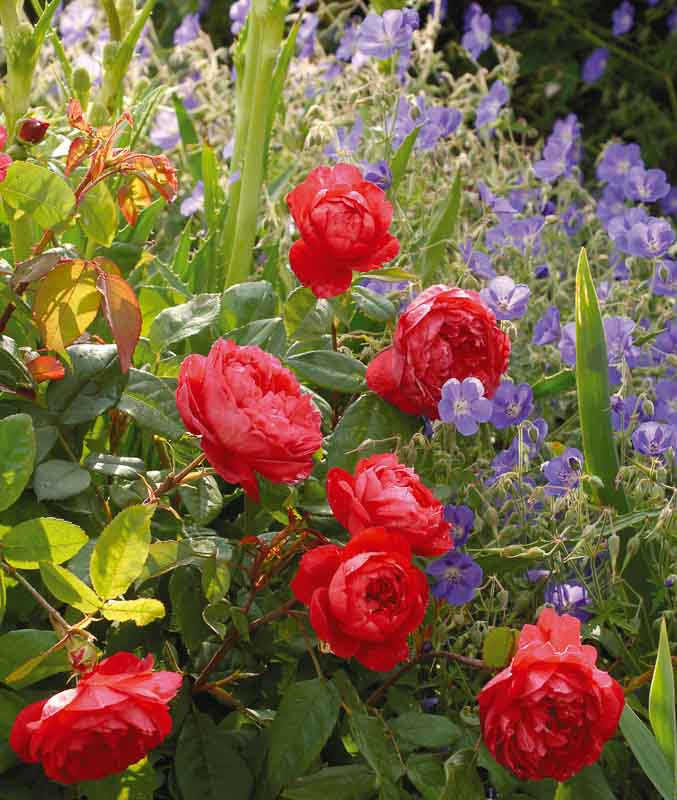 A Fabulous Duo: Rose 'Benjamin Britten' & Geranium 'Johnson's Blue'