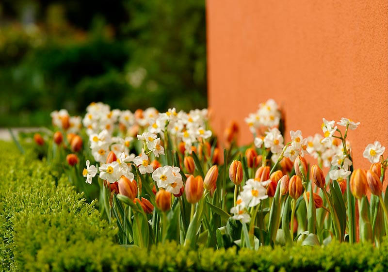 A Fragrant and Long-Lasting Border Idea for Your Mid-Late Spring Garden
