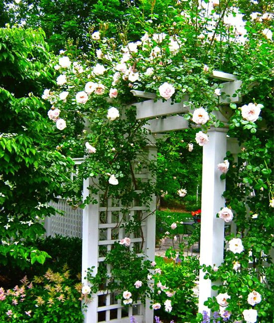A Great Rose-Covered Entrance - Liquidscapes