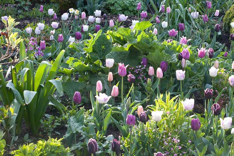 A Long-Lasting Spring Border Idea for Your Garden