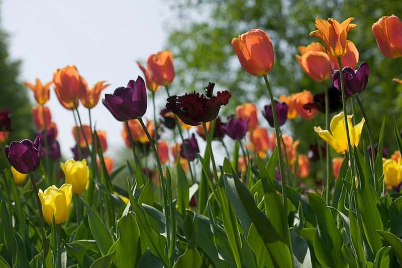A Long-Lasting Spring Tulip Border for Weeks of Color