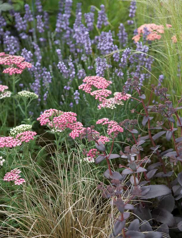 Enduring Summer Border with Lavender, Yarrow, and Sedum