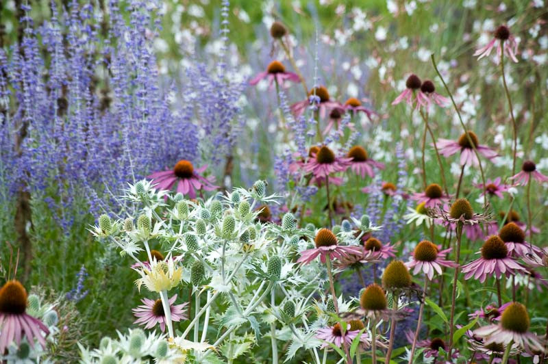 Charming Prairie Mix: Coneflower, Russian Sage, Eryngium