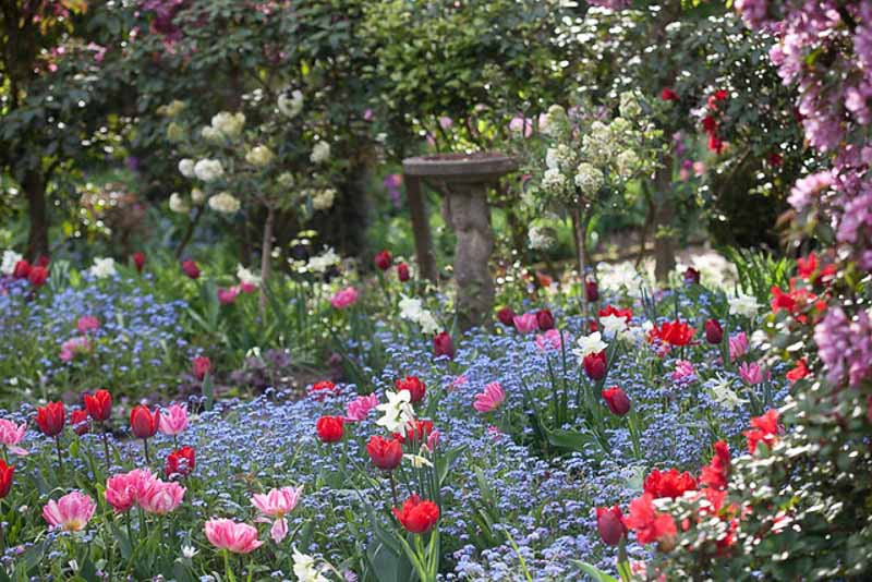 A Pastel Spring Border Idea with Tulips, Daffodils & Forget-Me-Nots