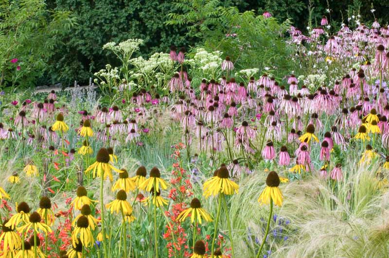 A Prairie Planting Idea with Echinacea, Penstemon and Eryngium