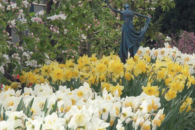 A Sensational Daffodil Mix for Your Spring Garden