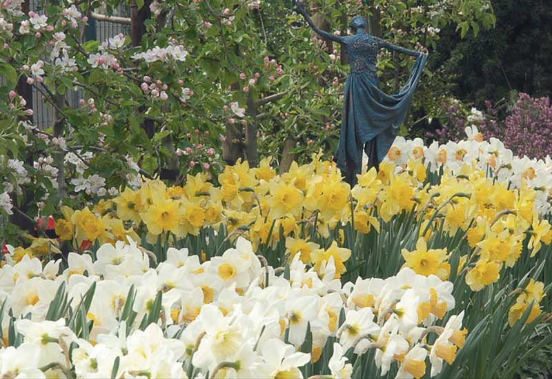 A Sensational Daffodil Mix for Your Spring Garden