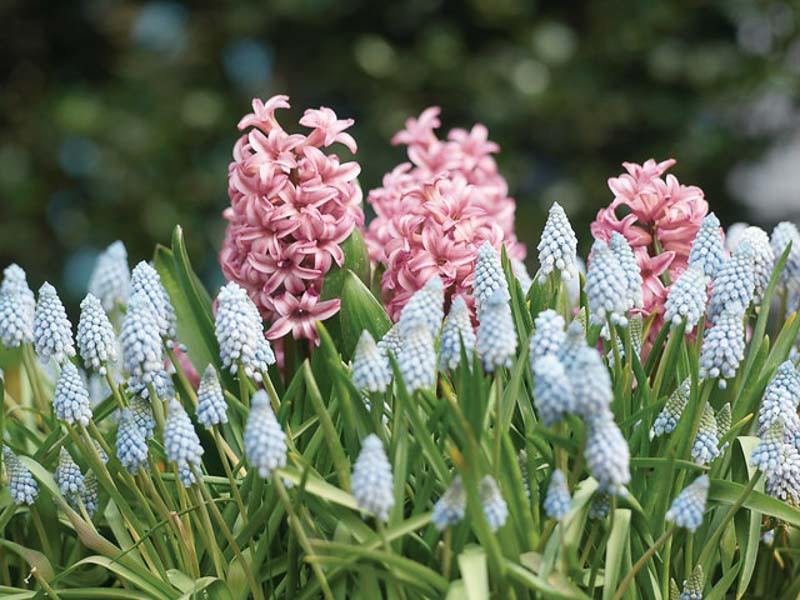 A Simple & Charming Spring Combo with Hyacinth and Muscari