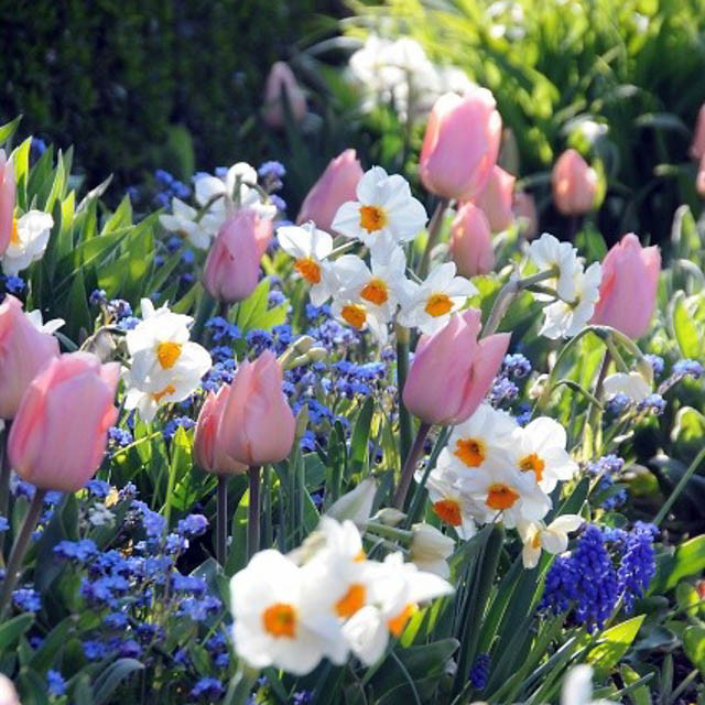 A Striking Spring Border Mix: Tulip, Muscari & Daffodil