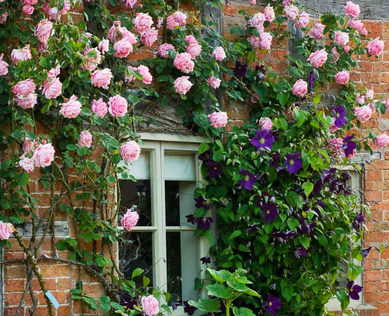 A Super Climbing Duo with Clematis 'Viola'