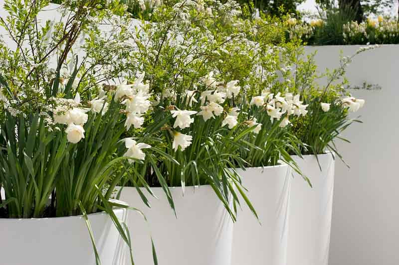 Early Spring White Flowers