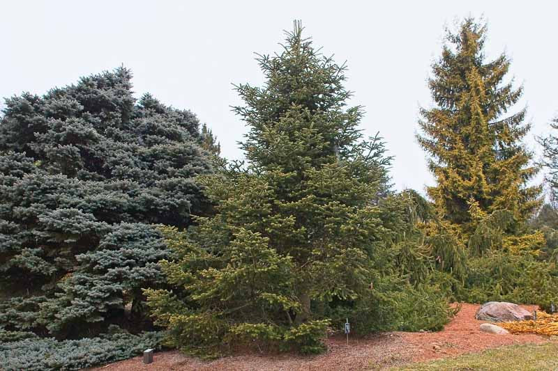 Abies cephalonica 'Meyer's Dwarf' (Greek Fir)