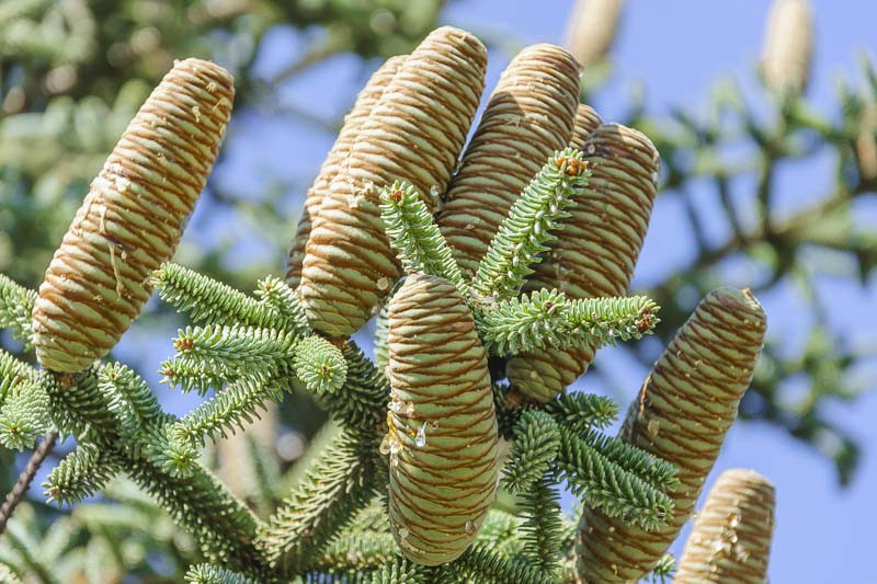 Imagines Of Fir Plants