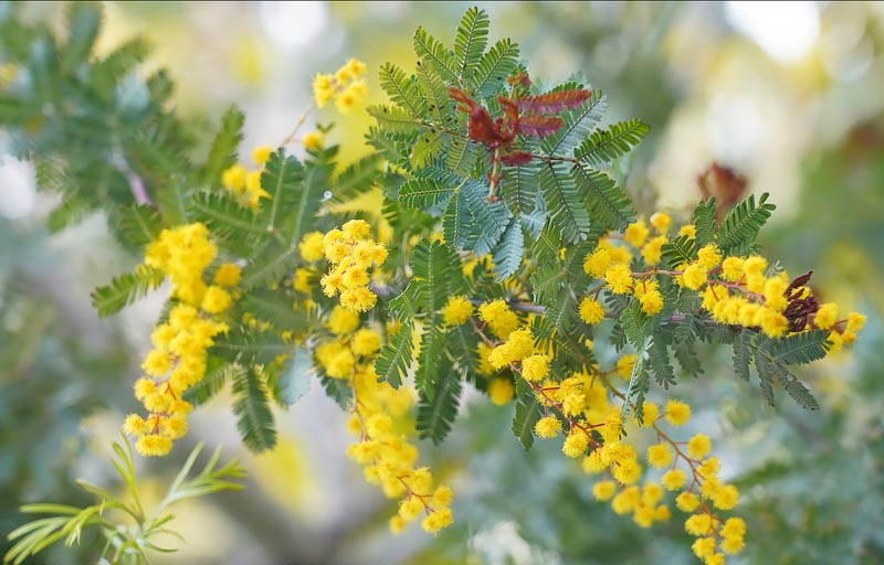 Acacia baileyana 'Purpurea' (Cootamundra Wattle)