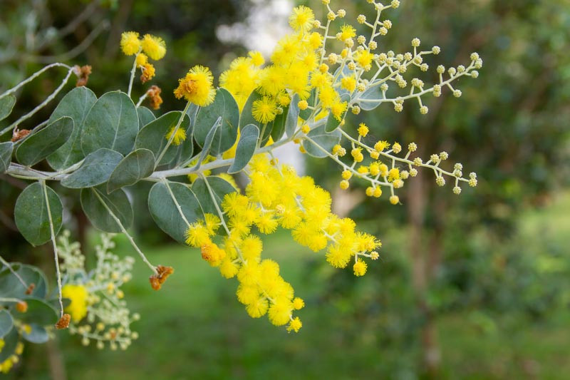 Acacia Plant Family
