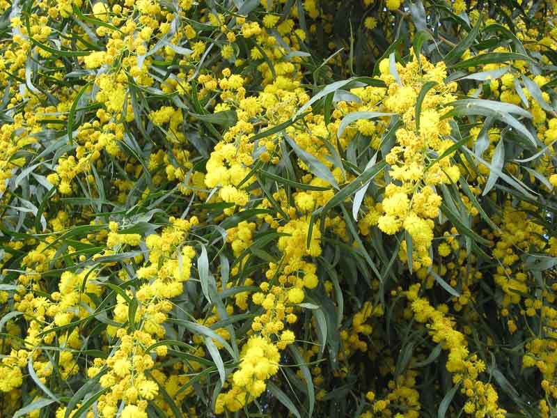 Acacia retinodes (Swamp Wattle)