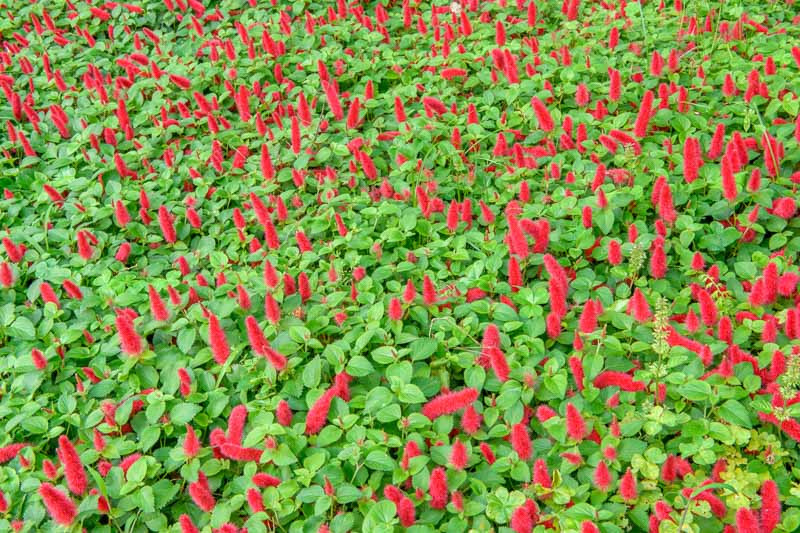 Acalypha reptans (Dwarf Chenille)