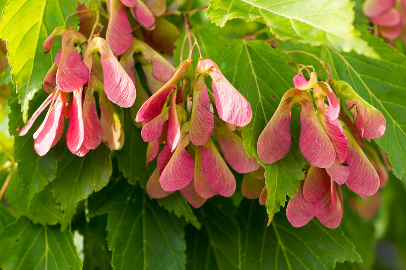 Acer ginnala (Amur Maple)