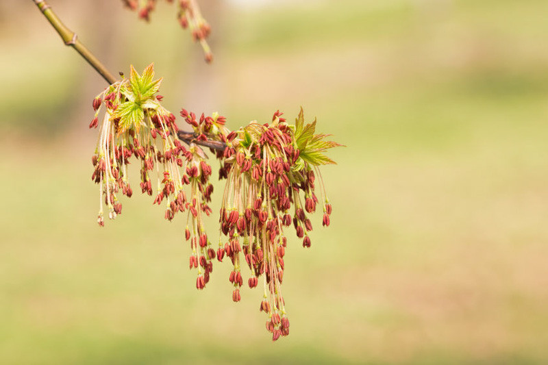 Box Elder Tree Box Elder Tree (Acer Negundo) | Najjie | Flickr