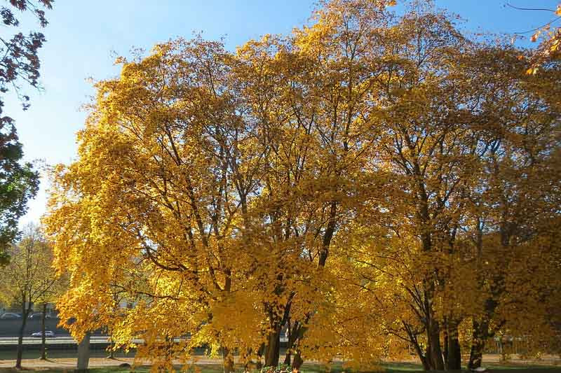 Acer platanoides (Norway Maple)