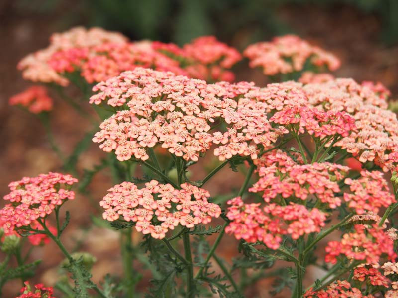 Yarrow Flower Meaning RP Seeds : Achillea Millefolium (Yarrow) 200