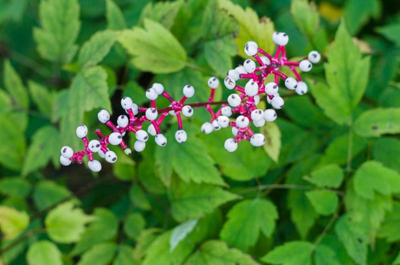 Actaea pachypoda (White Baneberry)