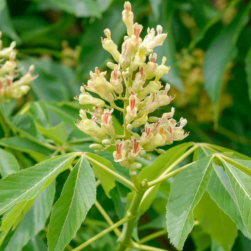 Aesculus glabra (Ohio Buckeye)