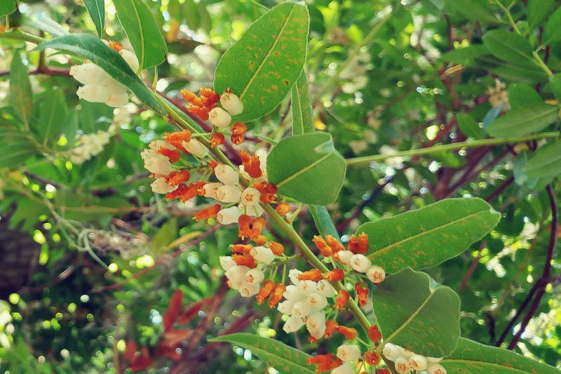 Agarista populifolia (Florida Hobblebush)