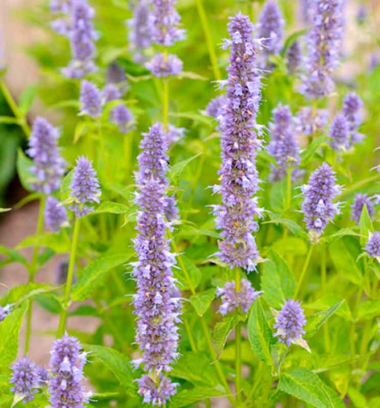 Agastache 'Blue Fortune' (Giant Hyssop)