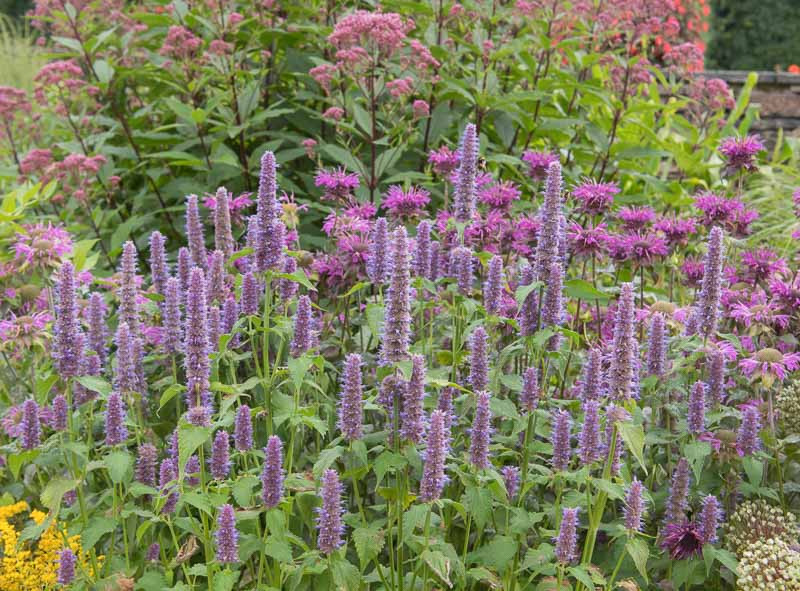 Agastache Foeniculum