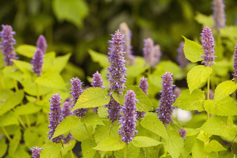 Agastache rugosa 'Golden Jubilee' (Korean Mint)