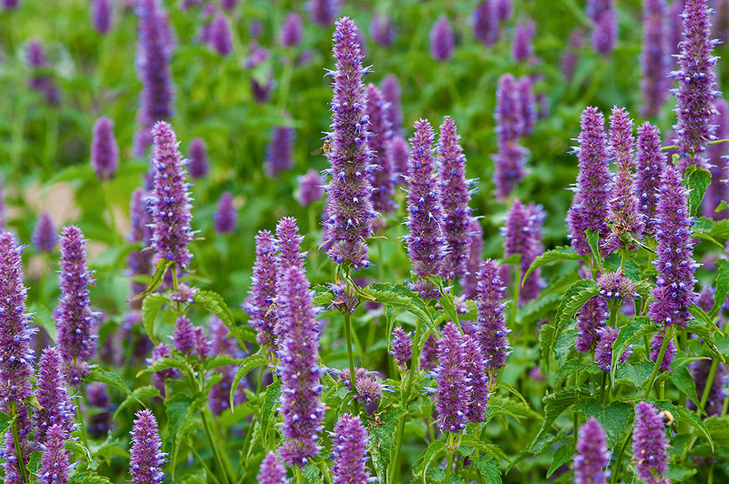 Agastache rugosa (Korean Mint)