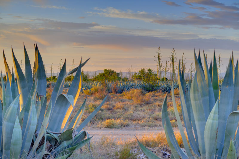 Agave: Best Varieties and Plant Care