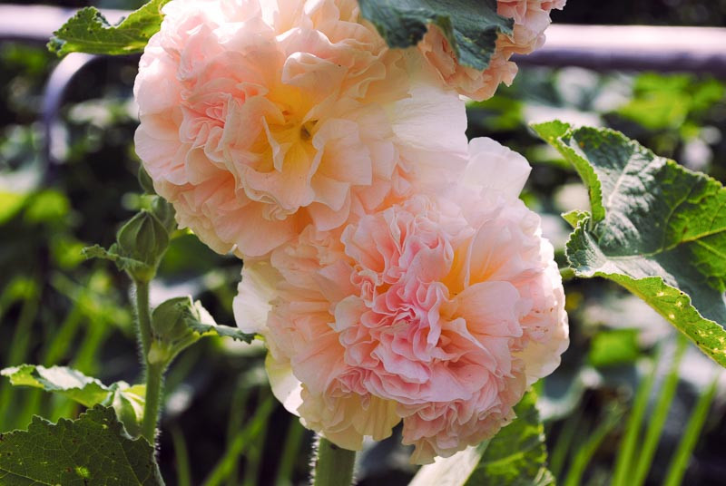 Alcea rosea PEACHES 'N' DREAMS™ (Hollyhock)